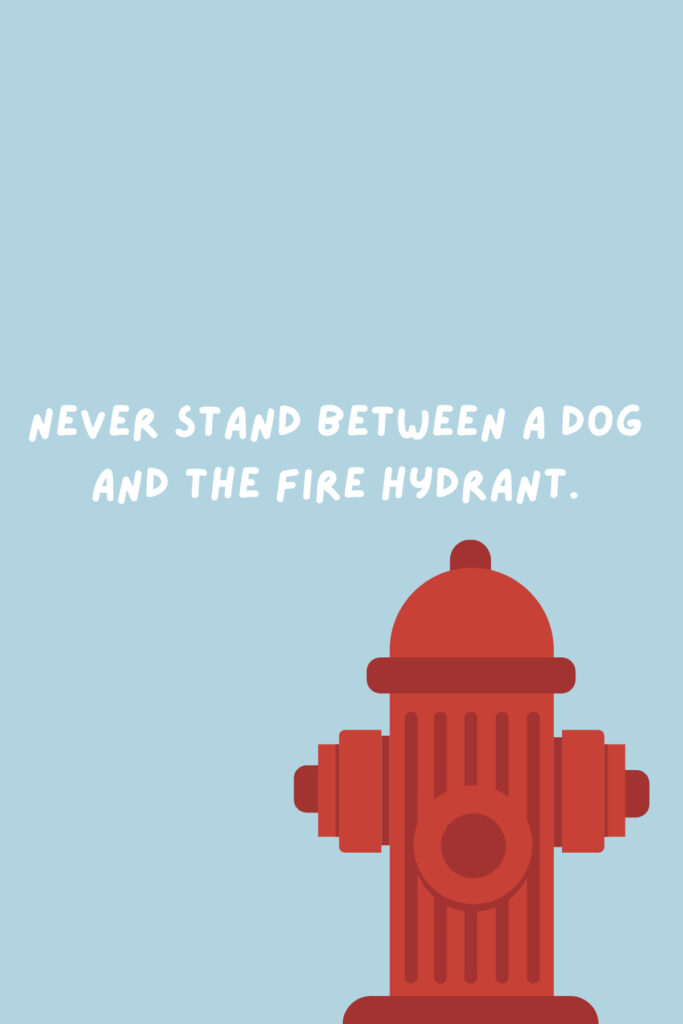 57 Hilariously Funny Animal Quotes for Your Favorite Pet - Darling Quote