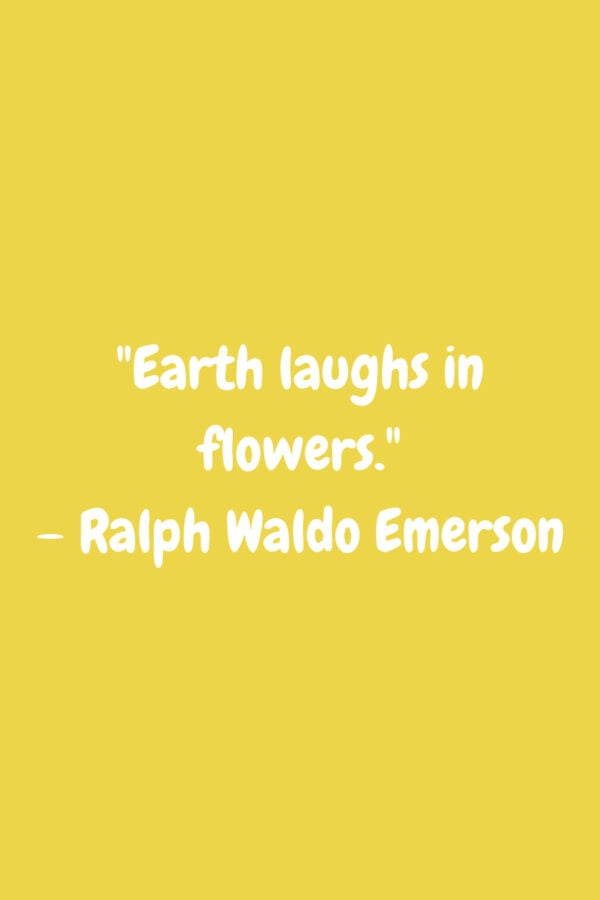 47+ Perfect Peony Quotes & Captions - Darling Quote