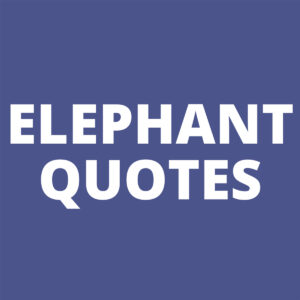 83 Inspiring Elephant Quotes and Positive Sayings - Darling Quote
