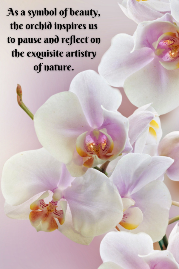 63 Unique Orchid Quotes To Help You Bloom - Darling Quote