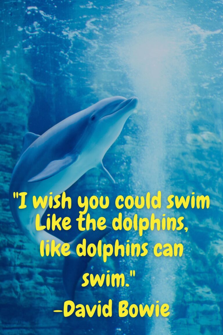 85 Powerful Dolphin Quotes And Captions - Darling Quote