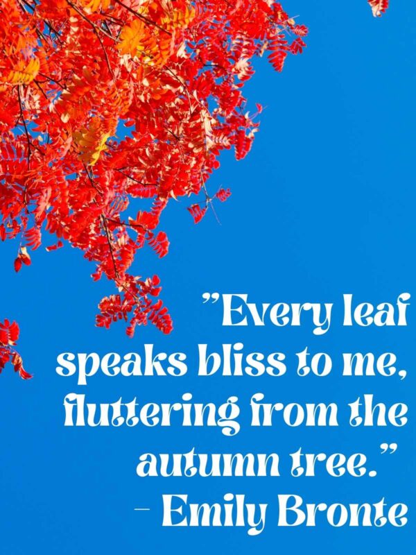 Ultimate Hello November Quotes to Embrace Fall - Darling Quote