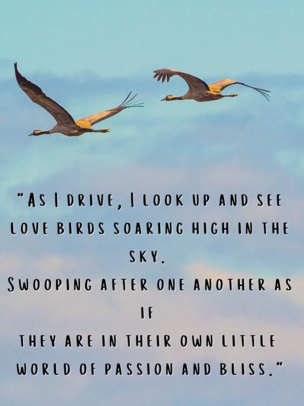 Most Romantic Love Birds Quotes to Swoon Over - Darling Quote