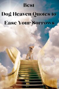 Best Dog Heaven Quotes to Ease Your Sorrows - Darling Quote
