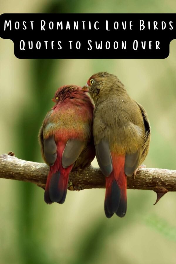 Most Romantic Love Birds Quotes to Swoon Over - Darling Quote