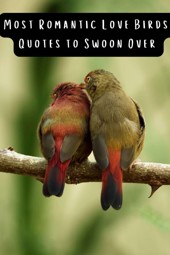 Most Romantic Love Birds Quotes To Swoon Over Darling Quote
