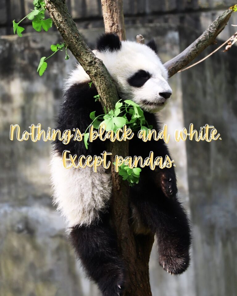 37 Cute & Fun Panda Quotes - Darling Quote