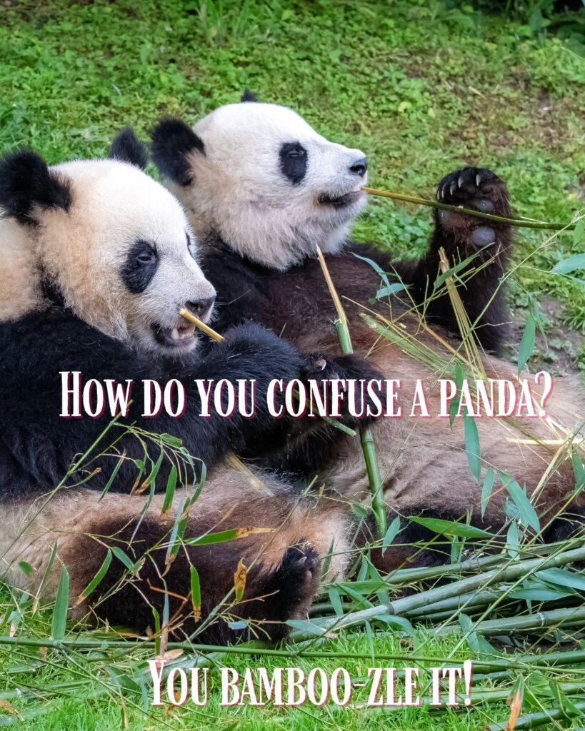 37 Cute & Fun Panda Quotes - Darling Quote