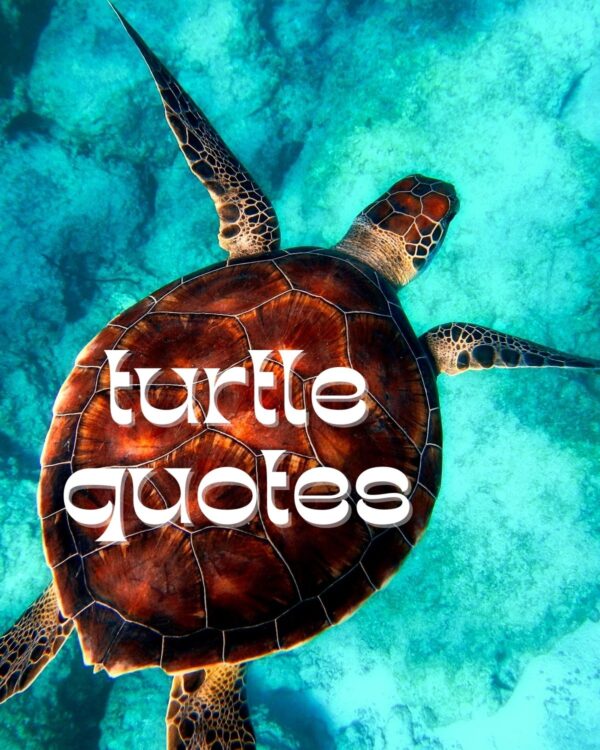 101+ Turtle Quotes For Sea & Land - Darling Quote