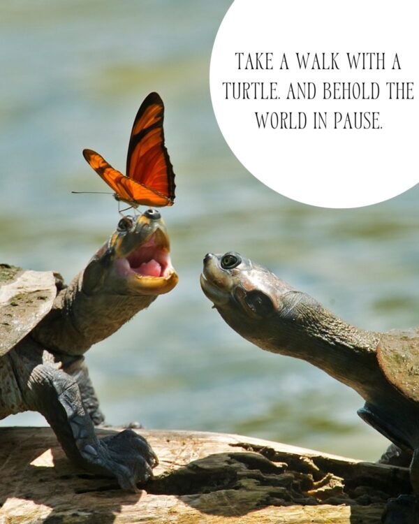 101+ Turtle Quotes For Sea & Land - Darling Quote