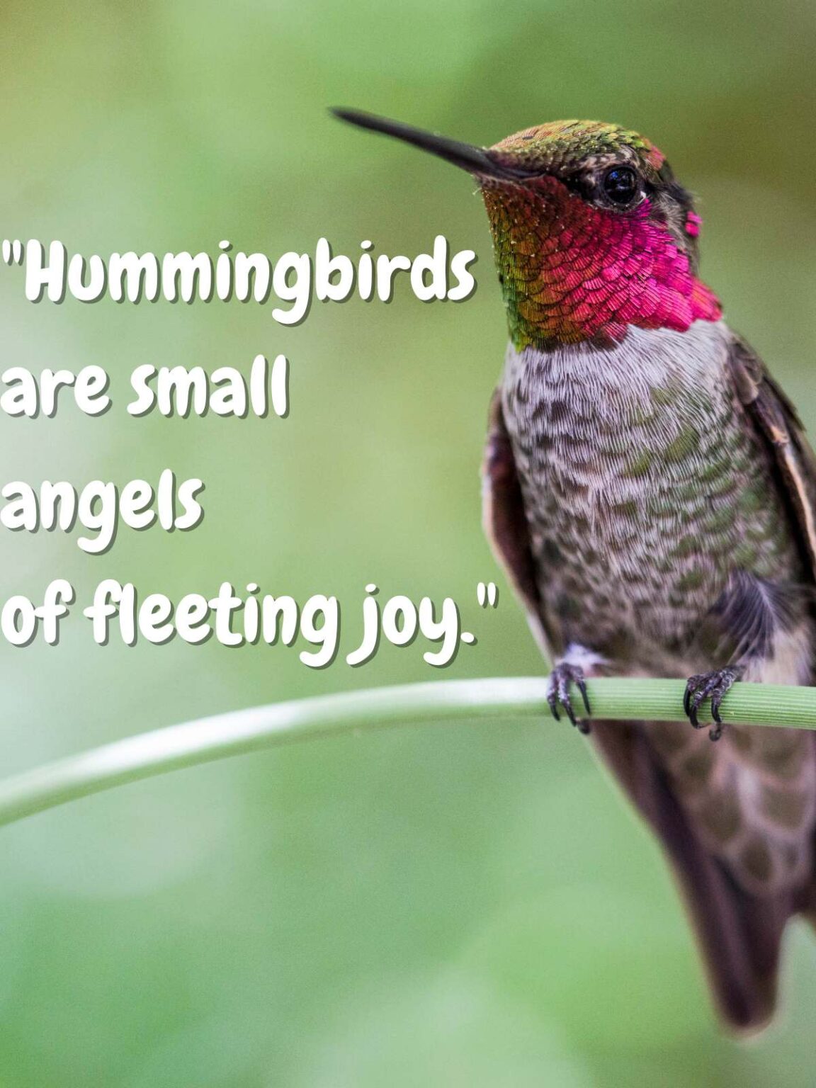 Long Hummingbird Quotes That'll Make Your Heart Flutter - Darling Quote