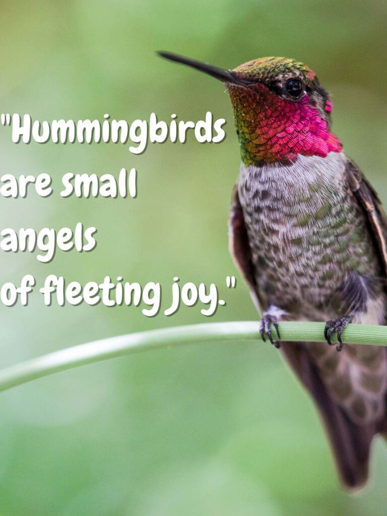 Long Hummingbird Quotes That'll Make Your Heart Flutter - Darling Quote
