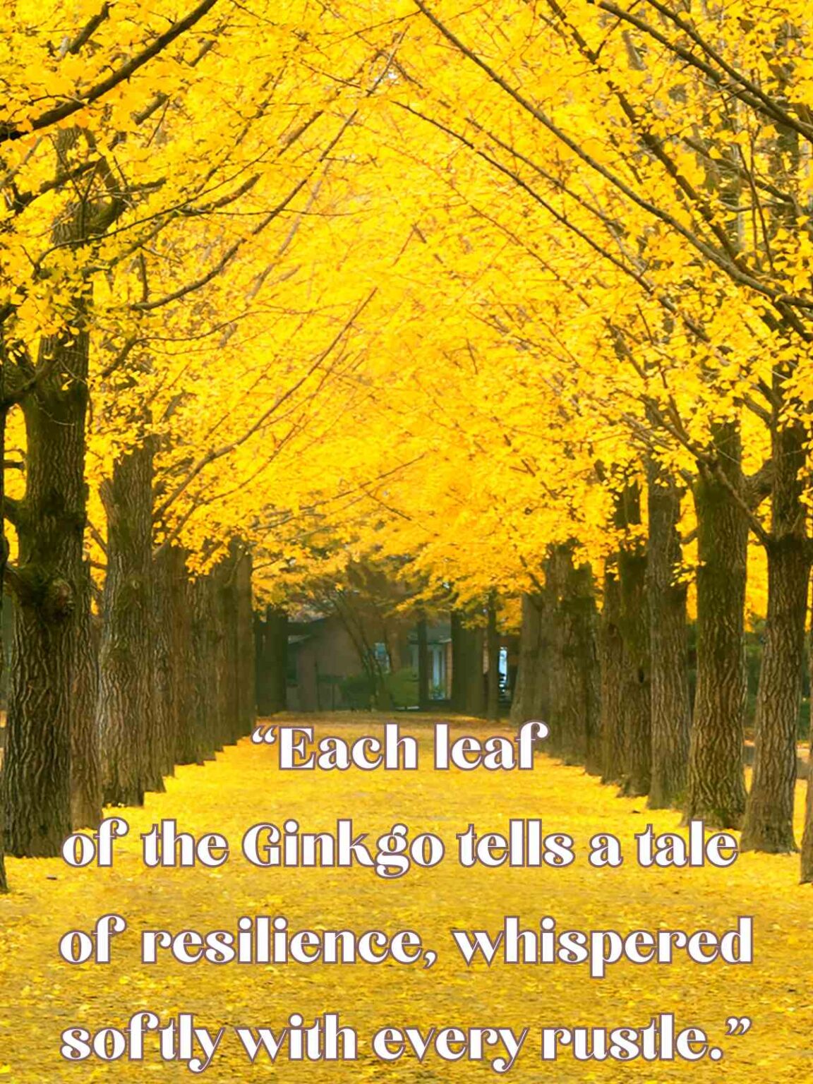 31 Whispers from the Past: Inspirational Ginkgo Tree Quotes - Darling Quote