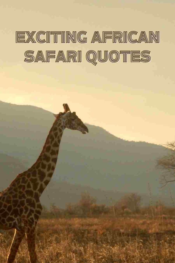 39+ Exciting African Safari Quotes - Darling Quote