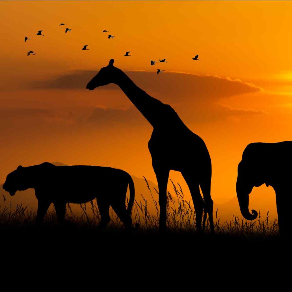 39+ Exciting African Safari Quotes - Darling Quote