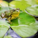 52 Famous Frog Quotes - Darling Quote