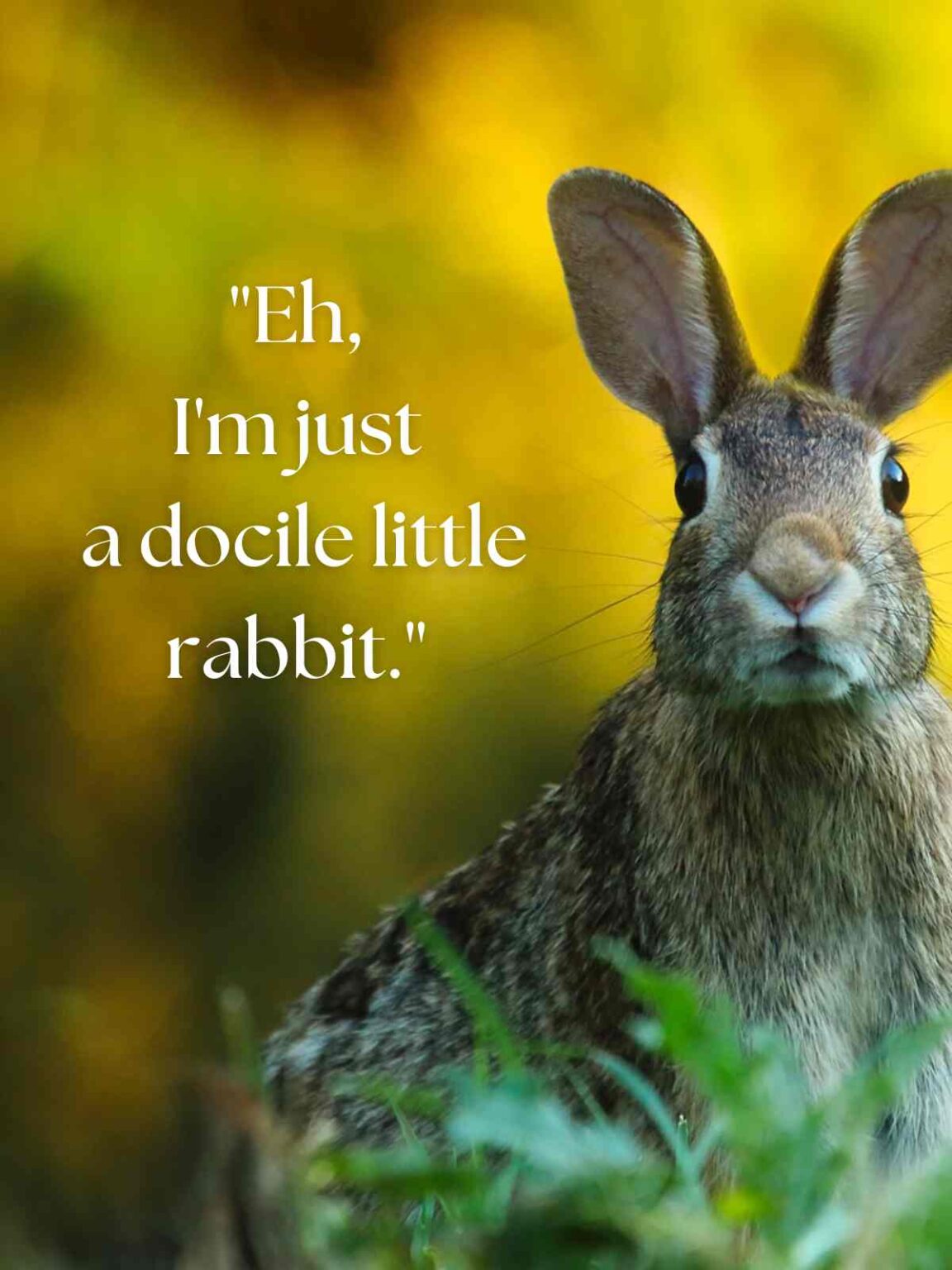 Iconic Bugs Bunny Quotes Darling Quote