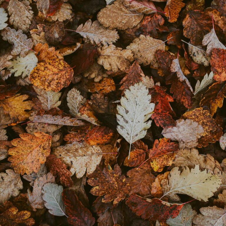 57+ Autumn Quotes That Will Make You FALL In Love with the Season ...